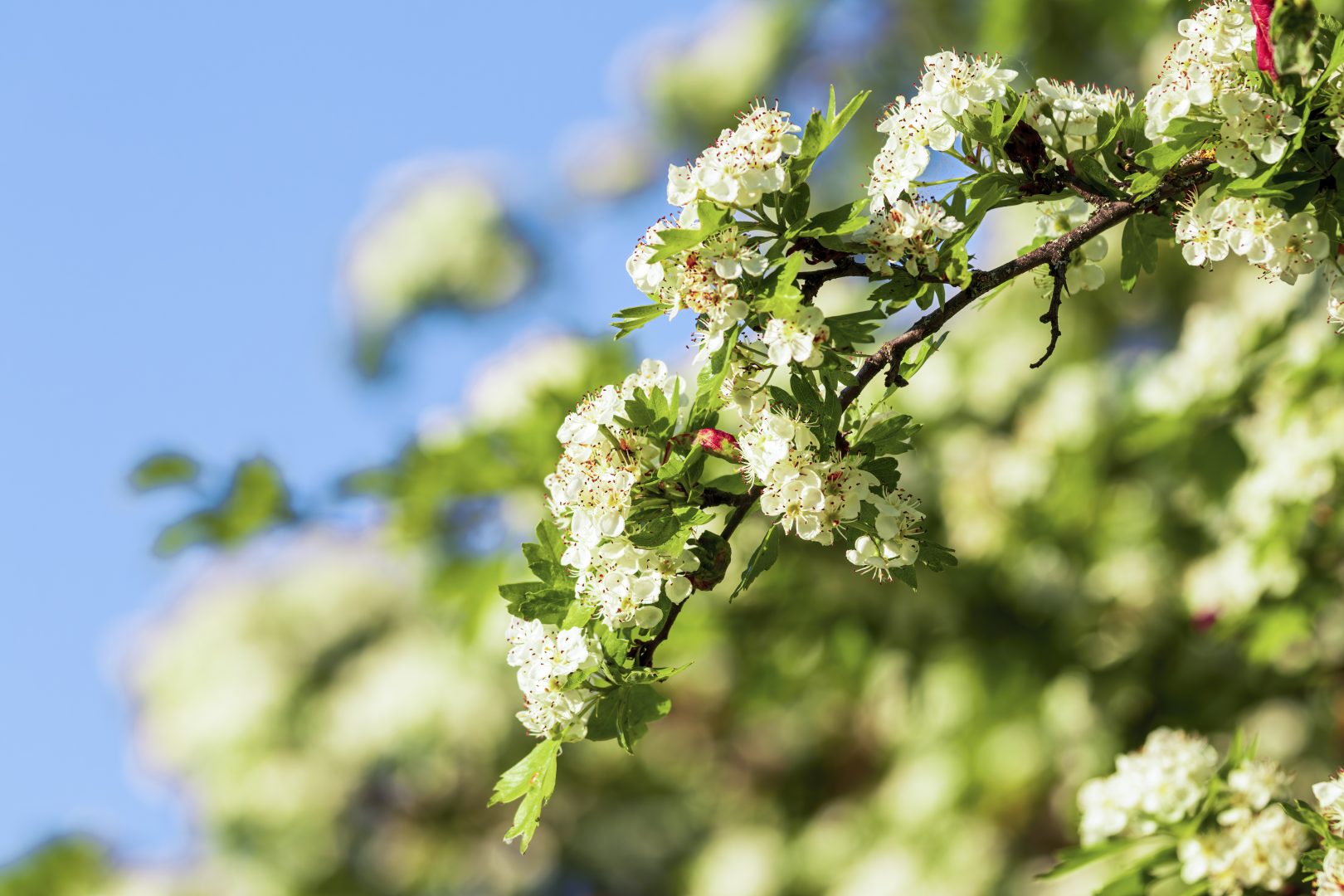 British Wildflowers to Spot on Your Next Countryside Walk - OS Maps ...