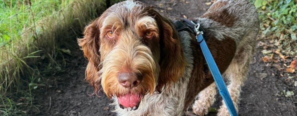 Dog Friendly Walks & Advice Archives - OS Maps Discover