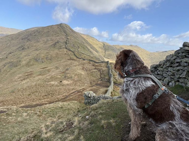 Dog Friendly Walks in the Lake District - OS Maps Discover